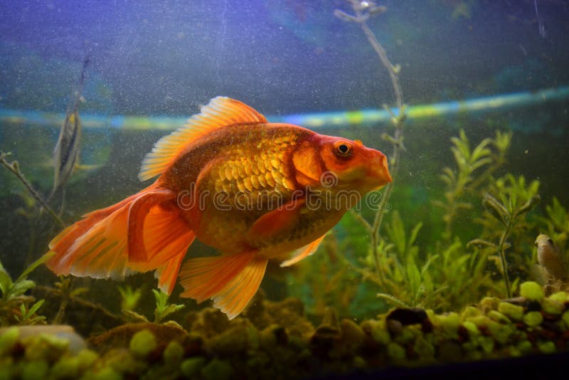 Poisson Carpe Rouge Et Orange Dans L'aquarium Photo stock - Image du ...