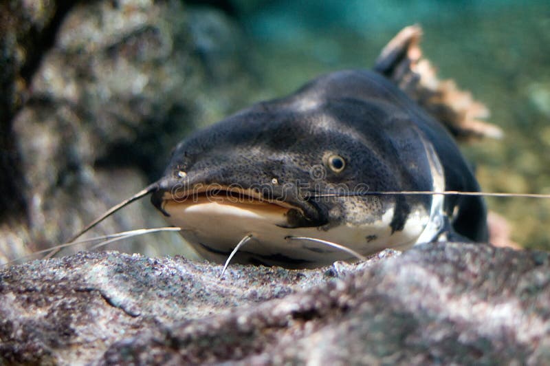 Poisson-chat photo stock. Image of aquarium, couleur, ouïes - 6282090