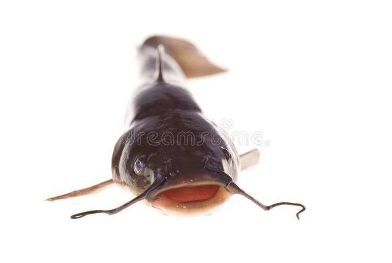 Poisson-chat photo stock. Image du pêche, grand, chasse - 36310976