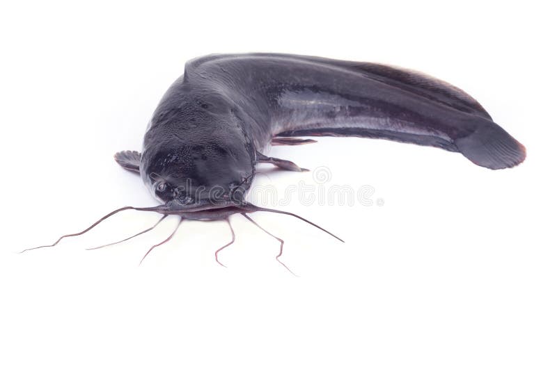 Poisson-chat image stock. Image du poisson, chat, poissons - 17669825