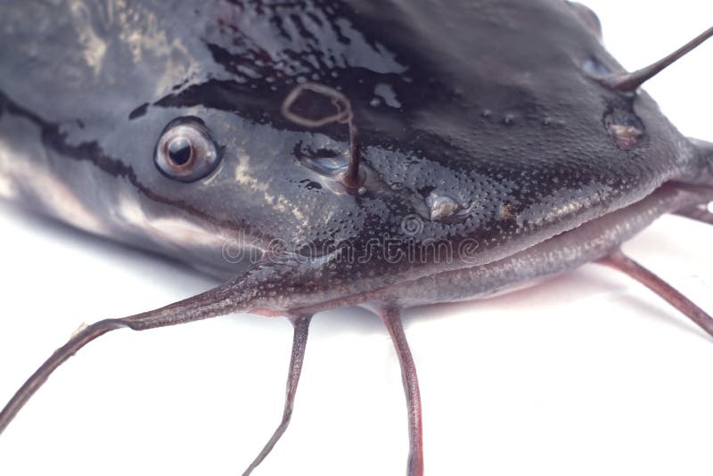 Poisson-chat image stock. Image du nourriture, oeil, tête - 17669831