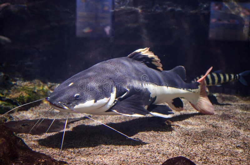 Poisson-chat image stock. Image du freshwater, favoris - 39347719