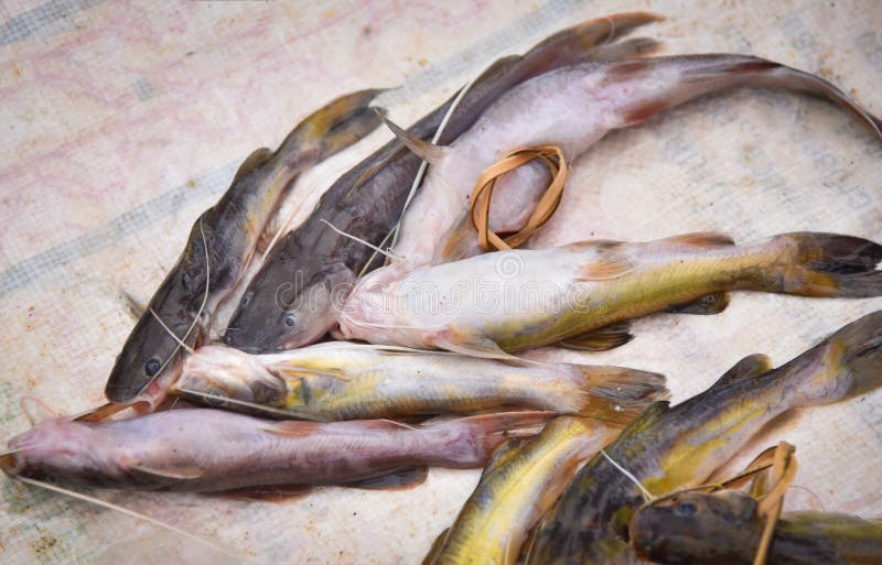 Poisson-chat Cuisant Dans L'aquarium D'eau Douce Image stock - Image du ...