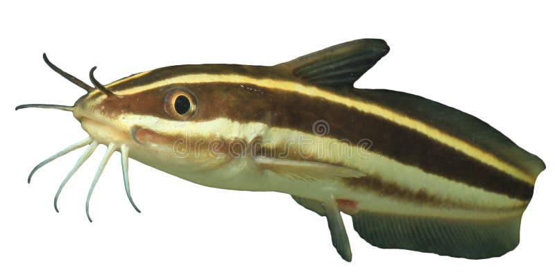 Poisson-chat D'isolement Sur Le Fond Blanc Photo stock - Image du océan ...