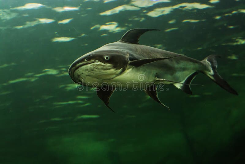 343 Poisson Chat Géant Photos libres de droits et gratuites de Dreamstime