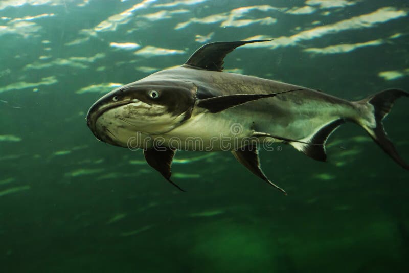 343 Poisson Chat Géant Photos libres de droits et gratuites de Dreamstime