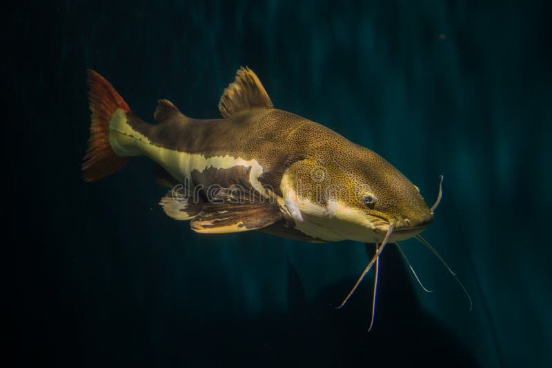 Poisson-chat de Redtail image stock. Image du poisson - 17433885