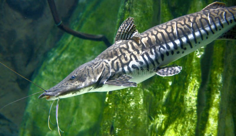 Poisson-chat De Shovelnose De Tigre 1 Photo stock - Image du gentil ...
