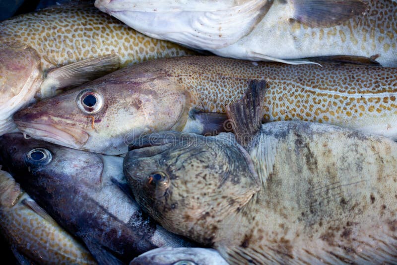 Poisson-chat Et Morue De Favori Photo stock - Image du aquatique ...