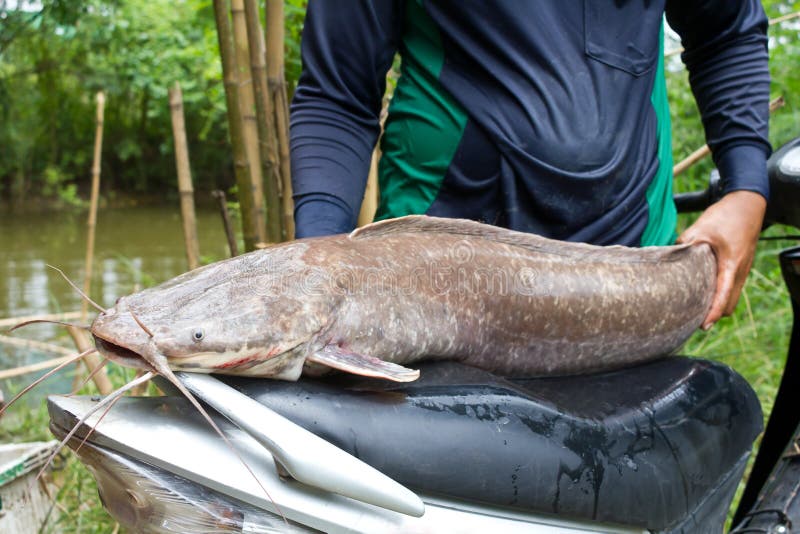 Poisson-chat géant photo stock. Image du étang, frais - 33387856