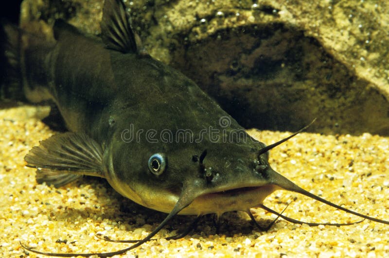POISSON CHAT a TETE PLATE Pylodictis Olivaris Stock Image - Image of ...