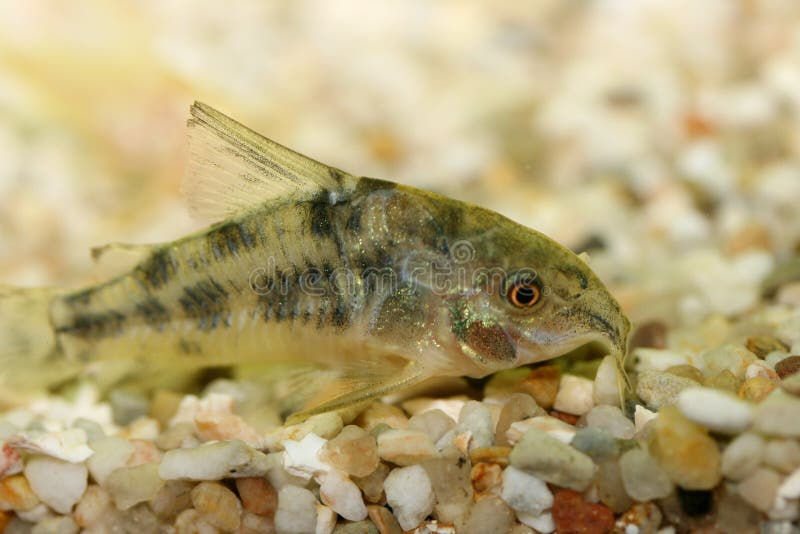 Le Poisson-chat Marbré (marmoratus De Sciades). Photo stock - Image du ...