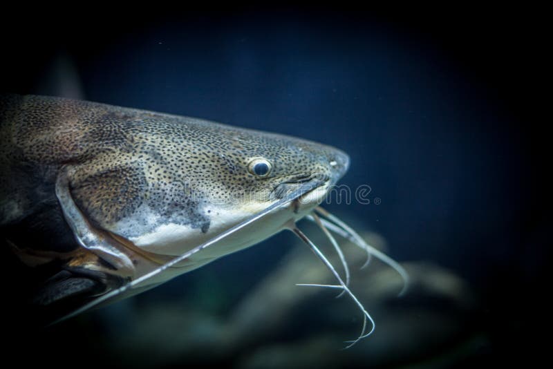 Poisson-chat Rouge De Queue Image stock - Image du amazone, animal ...