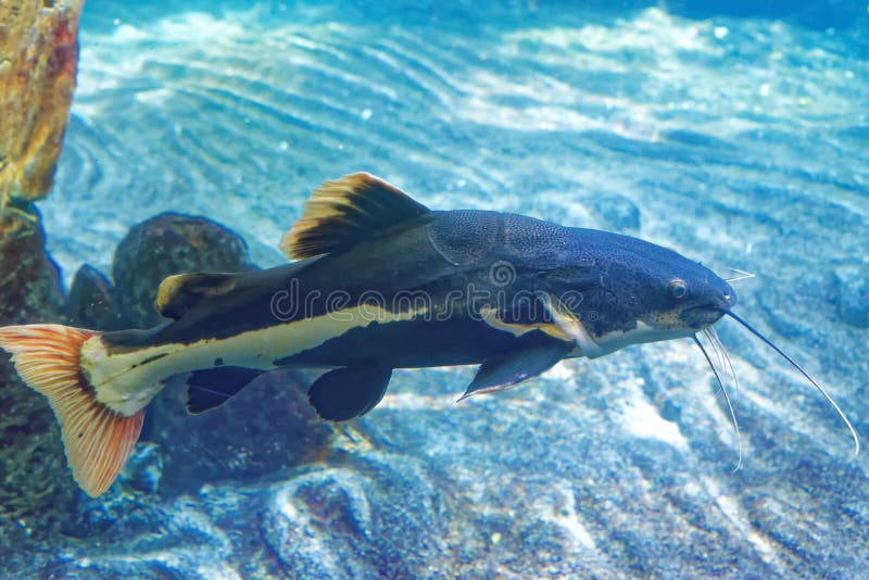 Hemioliopterus De Phractocephalus De Poisson-chat De Redtail Photo ...