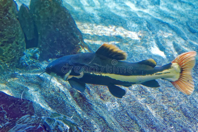 Photos de Poisson Chat De Redtail Hemioliopterus De Phractocephalus ...