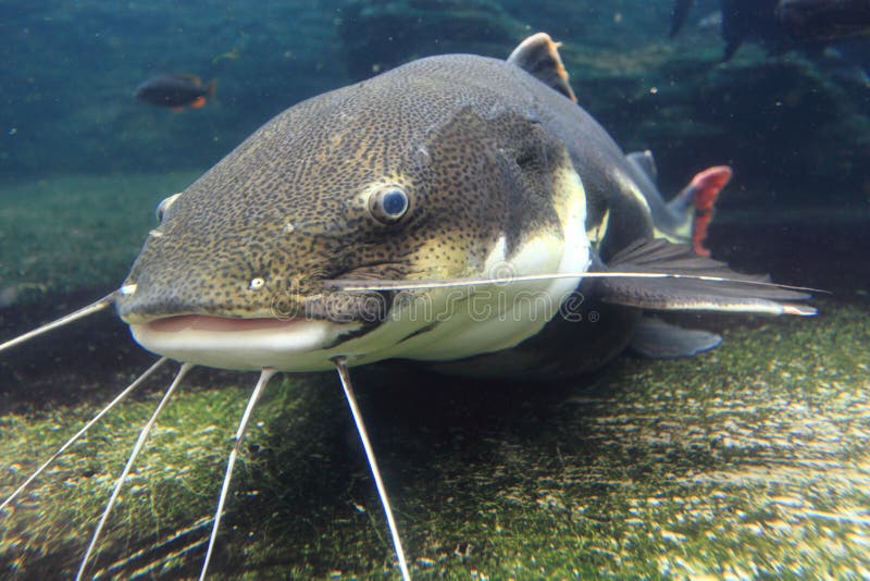 Poisson-chat de Redtail image stock. Image du poisson - 17433885