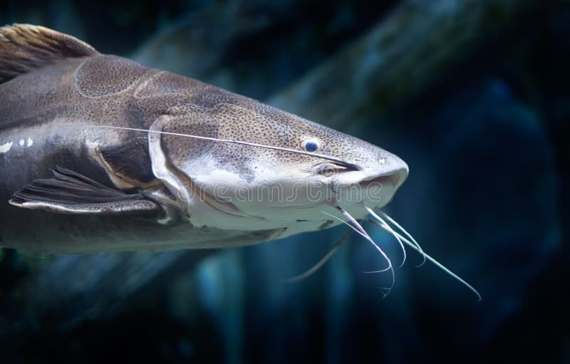 Poisson-chat Rouge De Queue Image stock - Image du amazone, animal ...