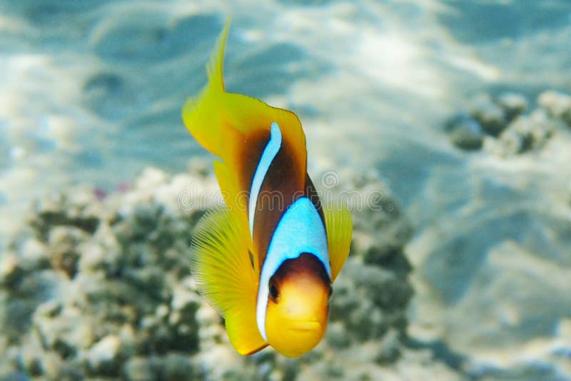 Poisson Clown Dans La Mer Rouge Photo stock - Image du orange, sauvage ...