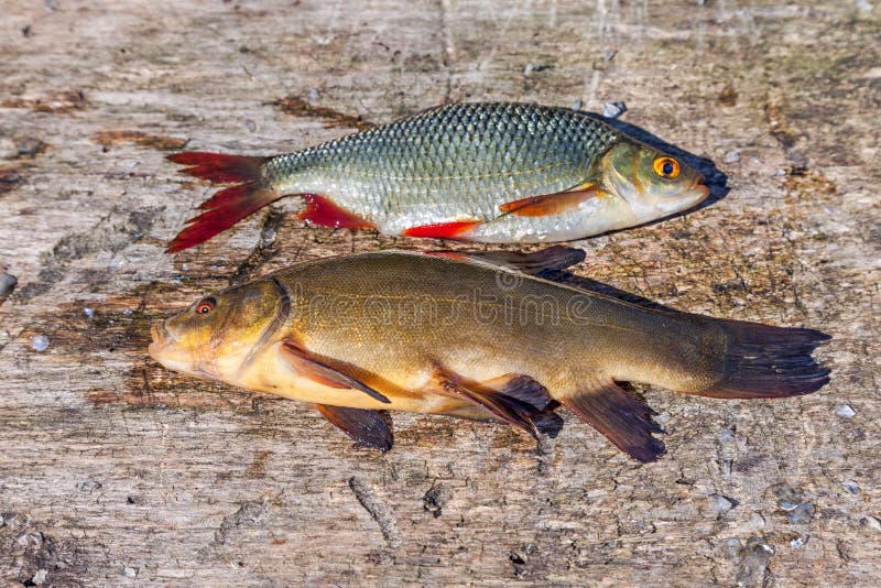 Tanches. Un Poisson Se Ferme Vers Le Haut Photo stock - Image du jaune ...