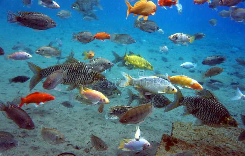 Poisson d'eau douce photo stock. Image du freshwater - 37490304