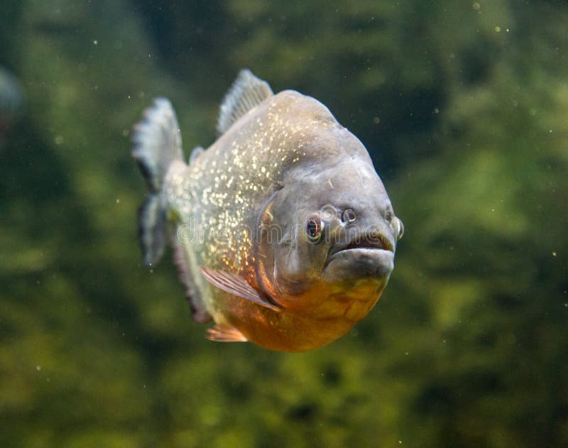 443 Photos de Poissons Dangereux De Piranha - Photos de stock gratuites ...
