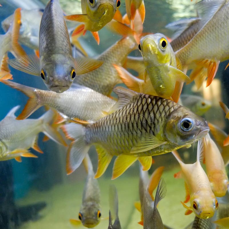 Poisson D'eau Douce Dans L'aquarium, Aquarium Image stock - Image du ... Poisson D'eau Douce Dans L'aquarium, Aquarium Image stock - Image du ...