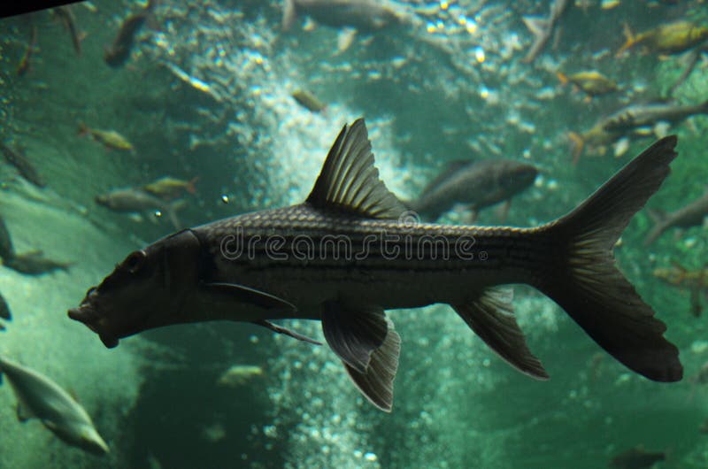 Poisson D'eau Douce Dans L'aquarium Image stock - Image du chat, bavure ...