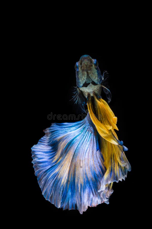 Poisson De Betta Bleu Et Jaune, Poisson Combattant Siamois Image stock ...