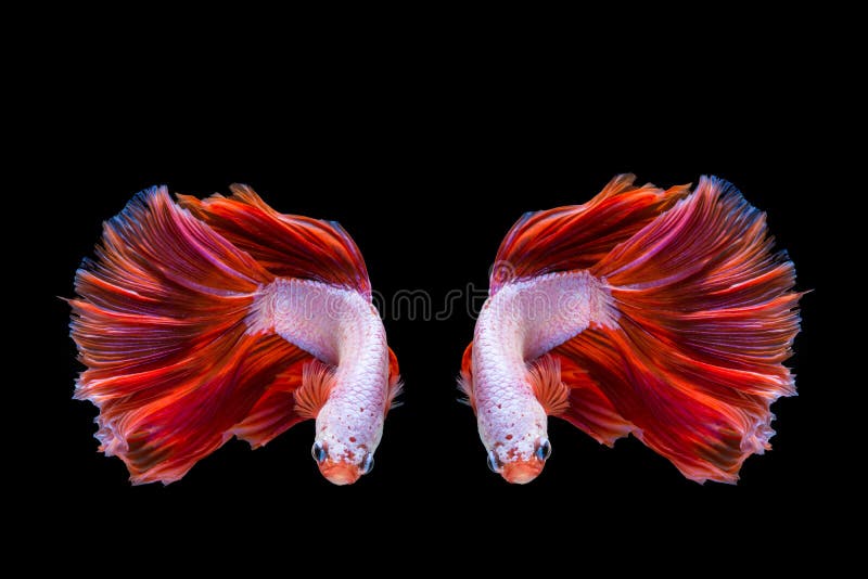 Poisson De Betta Rose Et Rouge, Poisson Combattant Les Siamais Image ...