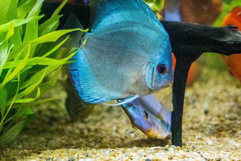 Poisson de Discus photo stock. Image du amazone, animal - 159034176
