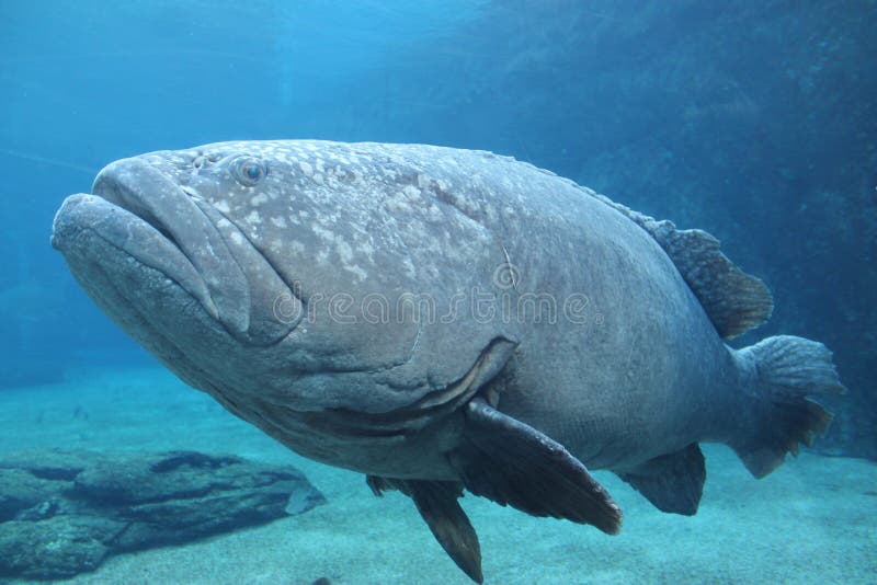 Poisson de mer énorme image stock. Image du bain, bleu - 43776291