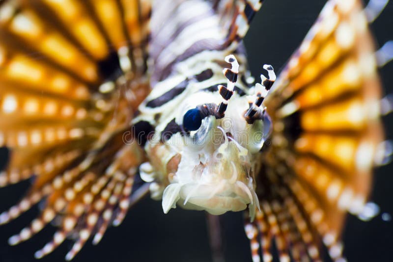 Poisson de mer orange image stock. Image du nature, faune - 80047041