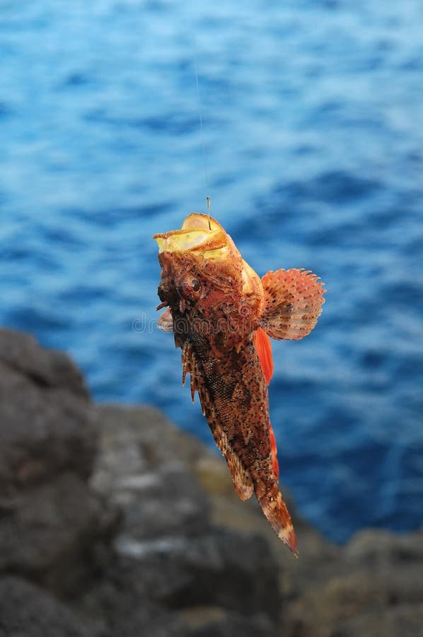 Poisson De Mer Rouge De Roche Photo stock - Image du faune, seigneur ...