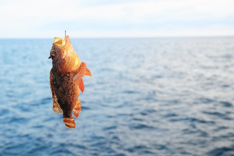 Poisson De Mer Rouge De Roche Image stock - Image du fond, position ...