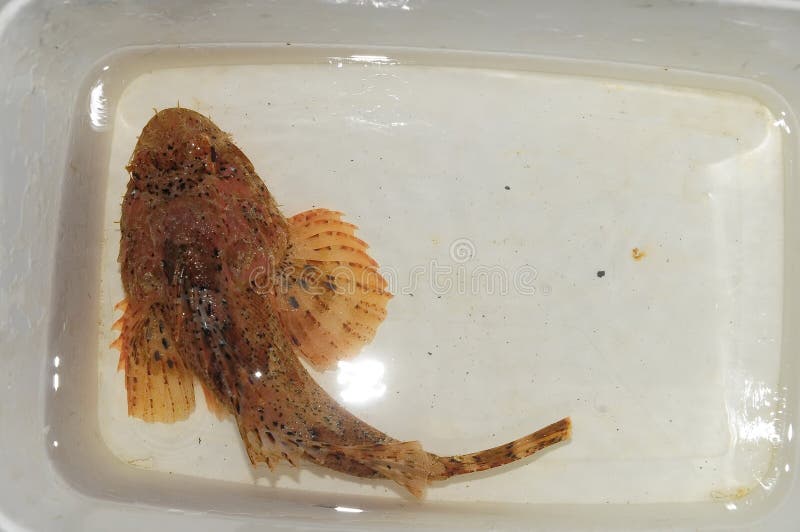 Poisson De Mer Rouge De Roche Image stock - Image du fond, position ...