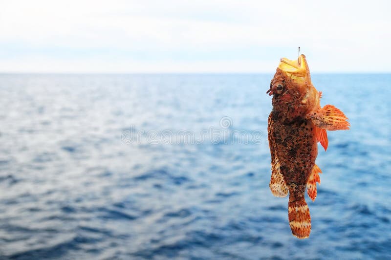 Poisson De Mer Rouge De Roche Image stock - Image du fond, position ...