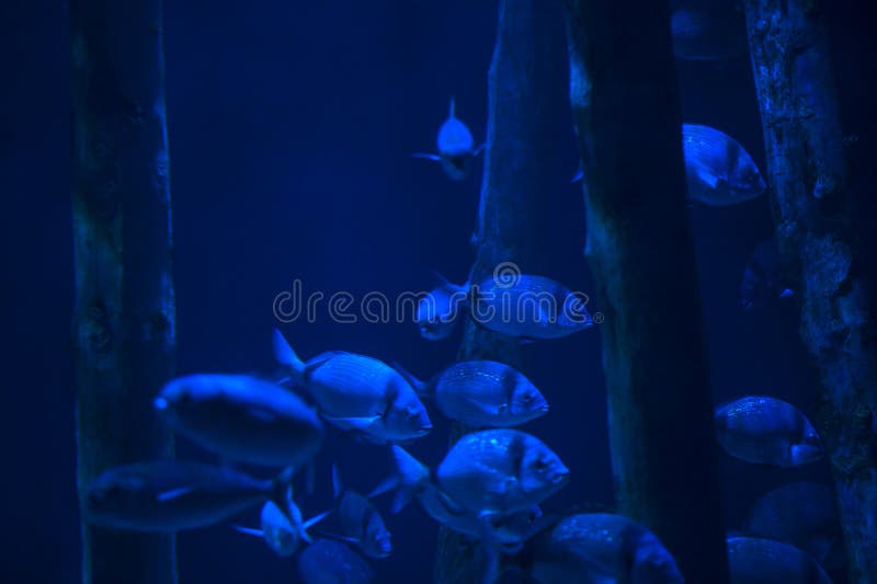 Poisson En Eau Profonde Bleue Image stock - Image du animal, aquarium ...