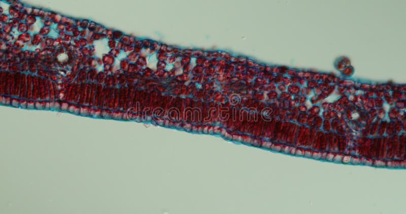 Poisson evy leave stock footage. Video of science, tissue - 206761340