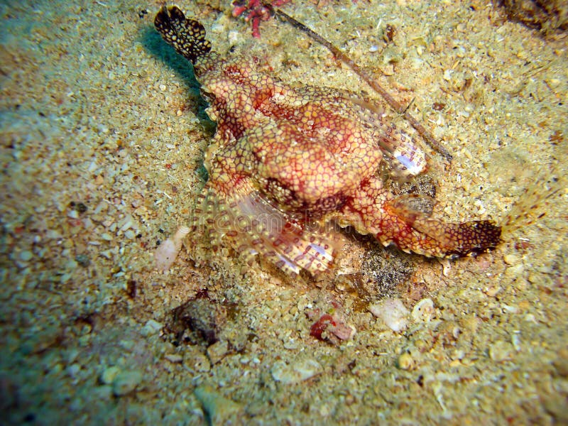 Animal Inconnu Dans La Mer Philippine 612015 Photo stock - Image du ...
