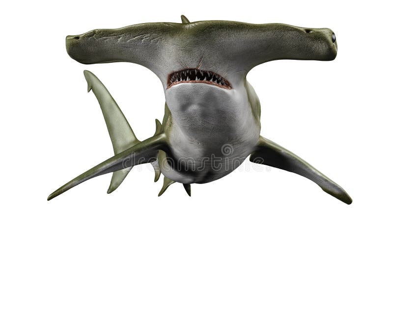 Poisson-marteau De Requin à L'arrière-plan Blanc Illustration Stock ...