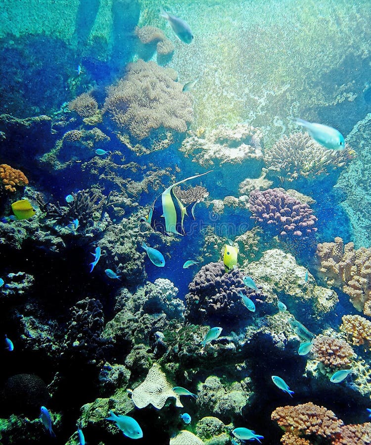 Fish stock photo. Image of fish, wonderful, island, reunion - 170791052