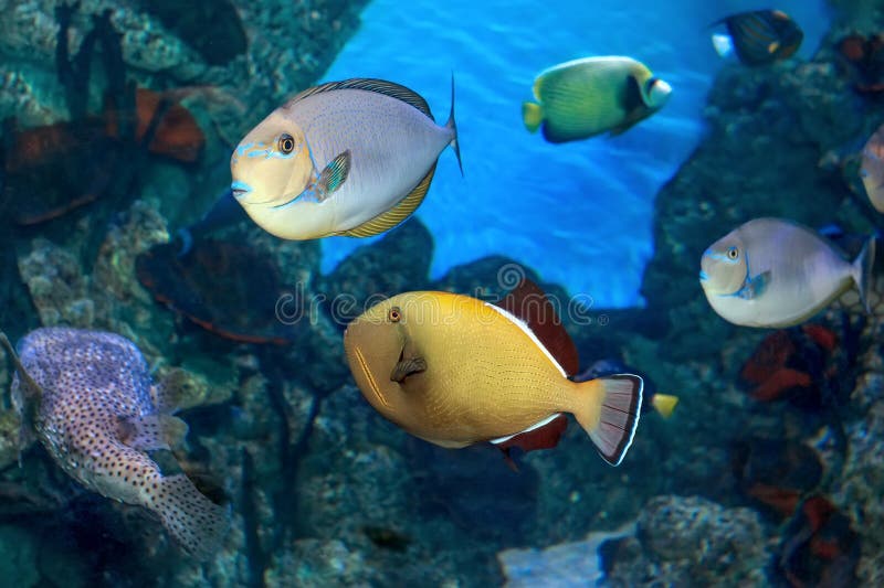 Carpe Multicolore De Poissons Sur La Surface De L'eau Image stock ...