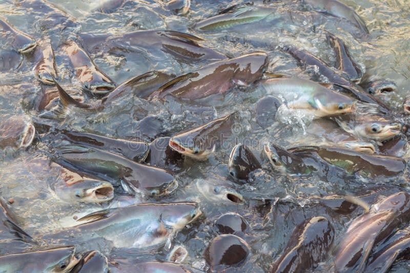 Poisson Pangasius Dans L'eau Photo stock - Image du montagnes, plage ...