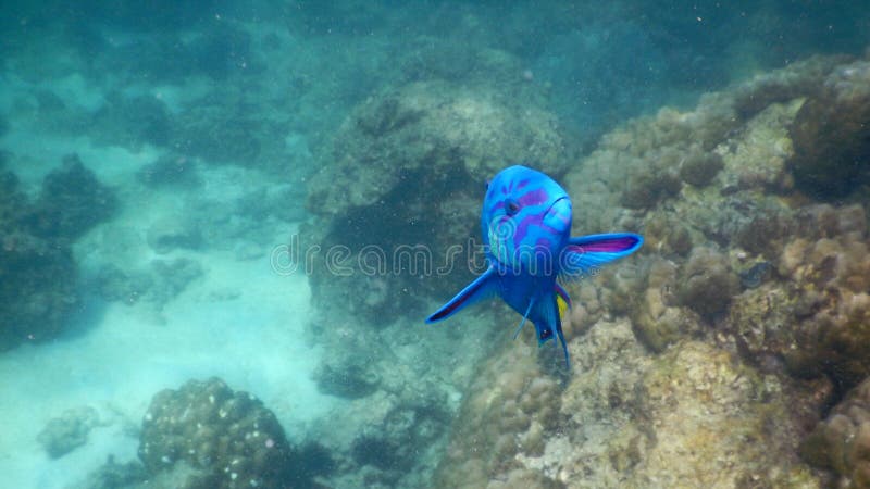 Poisson perroquet bleu photo stock. Image du nature, tropical - 19133932