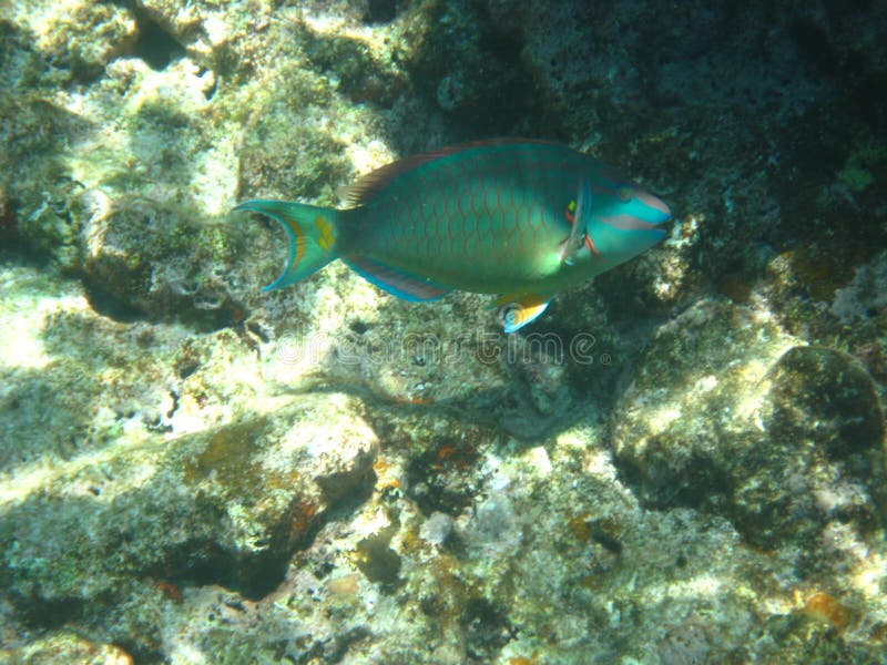 Poisson Perroquet De Sourire Image stock - Image du océan, tropical ...