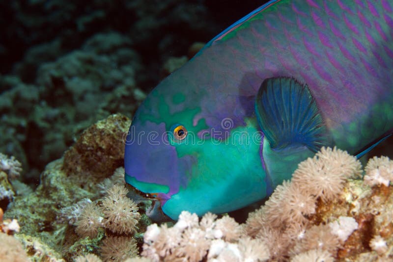 Poisson Perroquet En Mer Rouge De De. Photo stock - Image du marin ...
