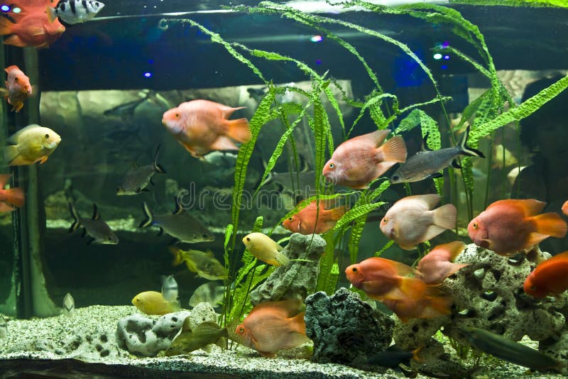 Poisson-perroquet (scaridae) Image stock - Image du orange, faune: 17722139