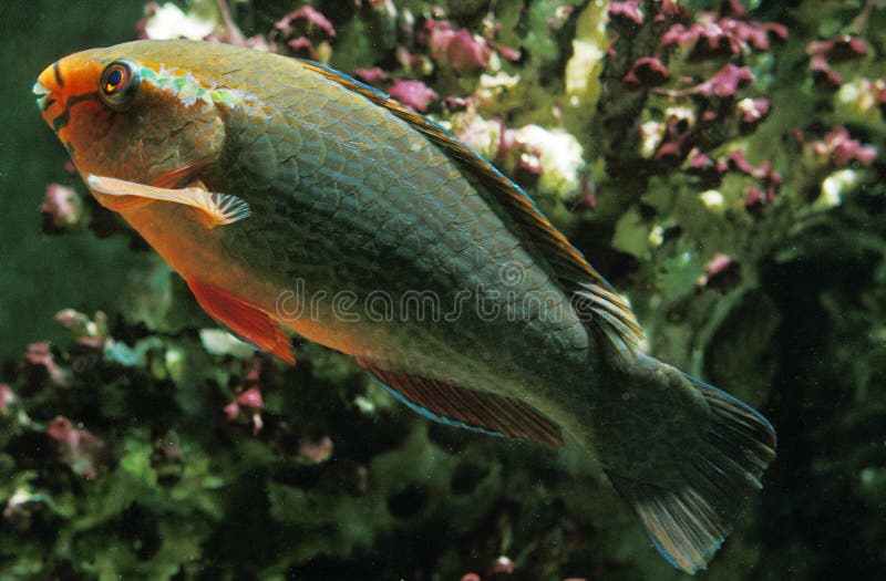POISSON PERROQUET scarus stock image. Image of adult - 172733013