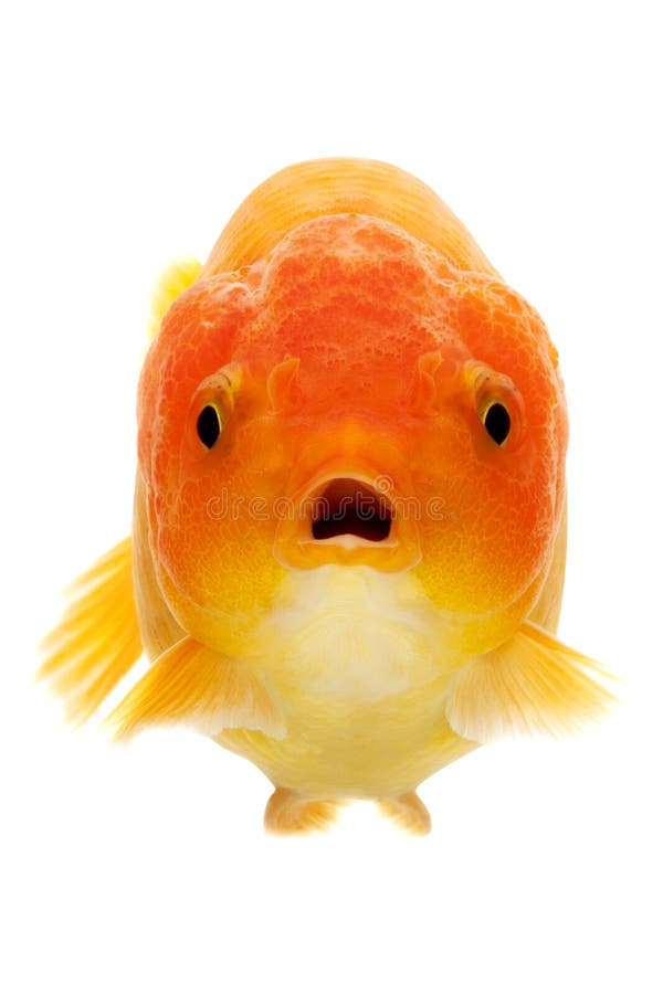 Poisson rouge rouge image stock. Image du rouge, jaune - 28982545