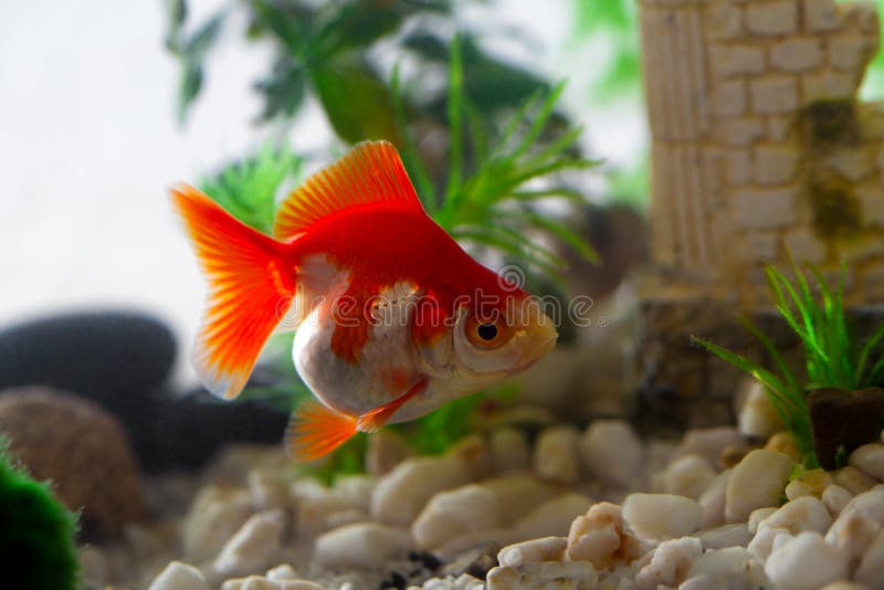 Poisson rouge image stock. Image du durée, ouïe, rêve - 38399783